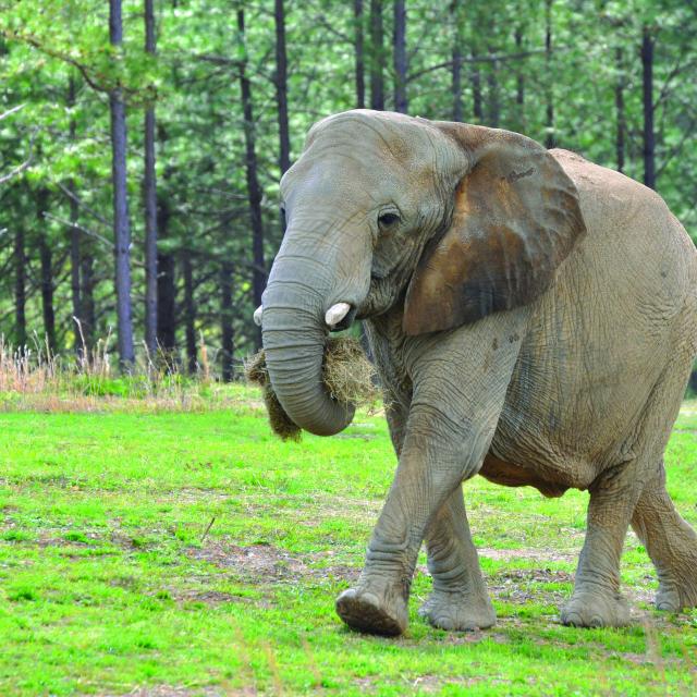 Nosey Arrives Safely at The Elephant Sanctuary - Press Releases - The ...