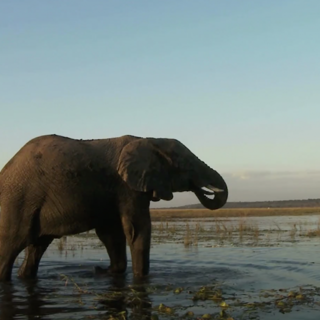 Elephant trunks are like the human tongue, arm, and nose combined into ...