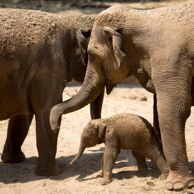 11 of the oldest animals ever, ranked by age - The Sanctuary in The ...