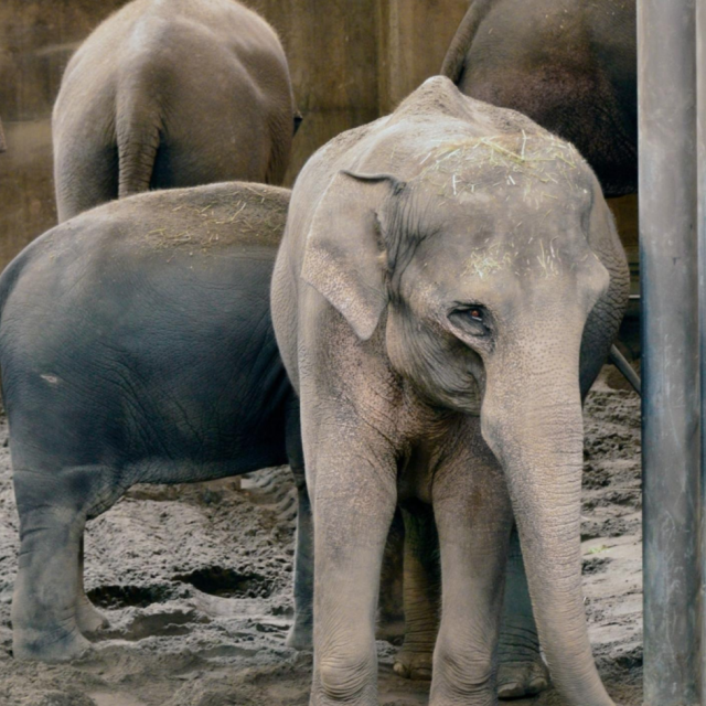 Captive elephants can spread tuberculosis to humans—'an issue that’s ...