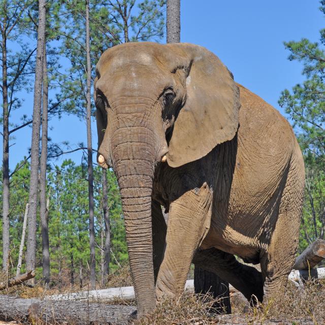 Flora - The Elephant Sanctuary in Tennessee