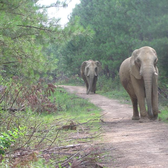 I've really wanted to get a grip on what an 8 foot tall creature would ...