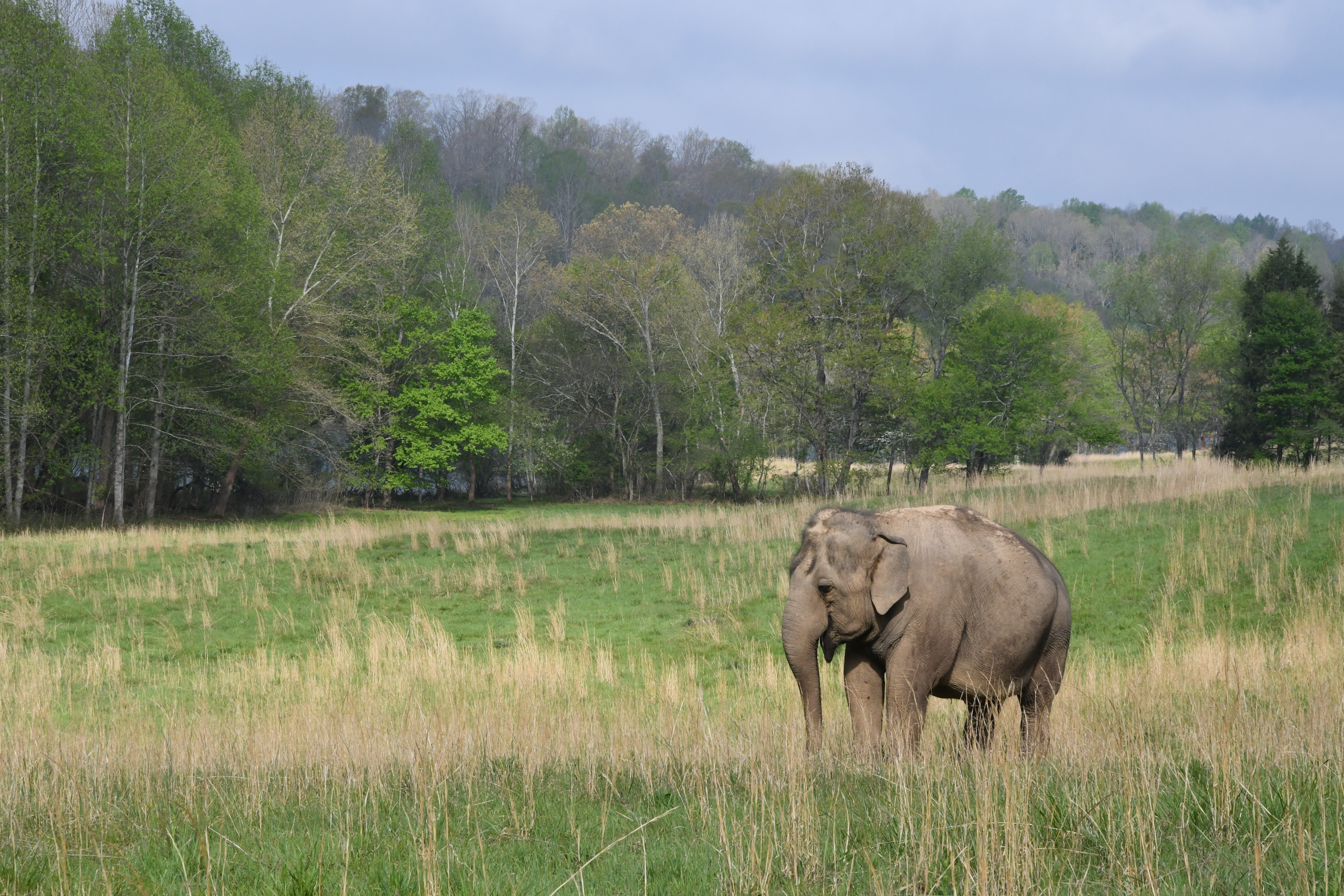 Spring is in Full Bloom - EleNotes - The Elephant Sanctuary in Tennessee