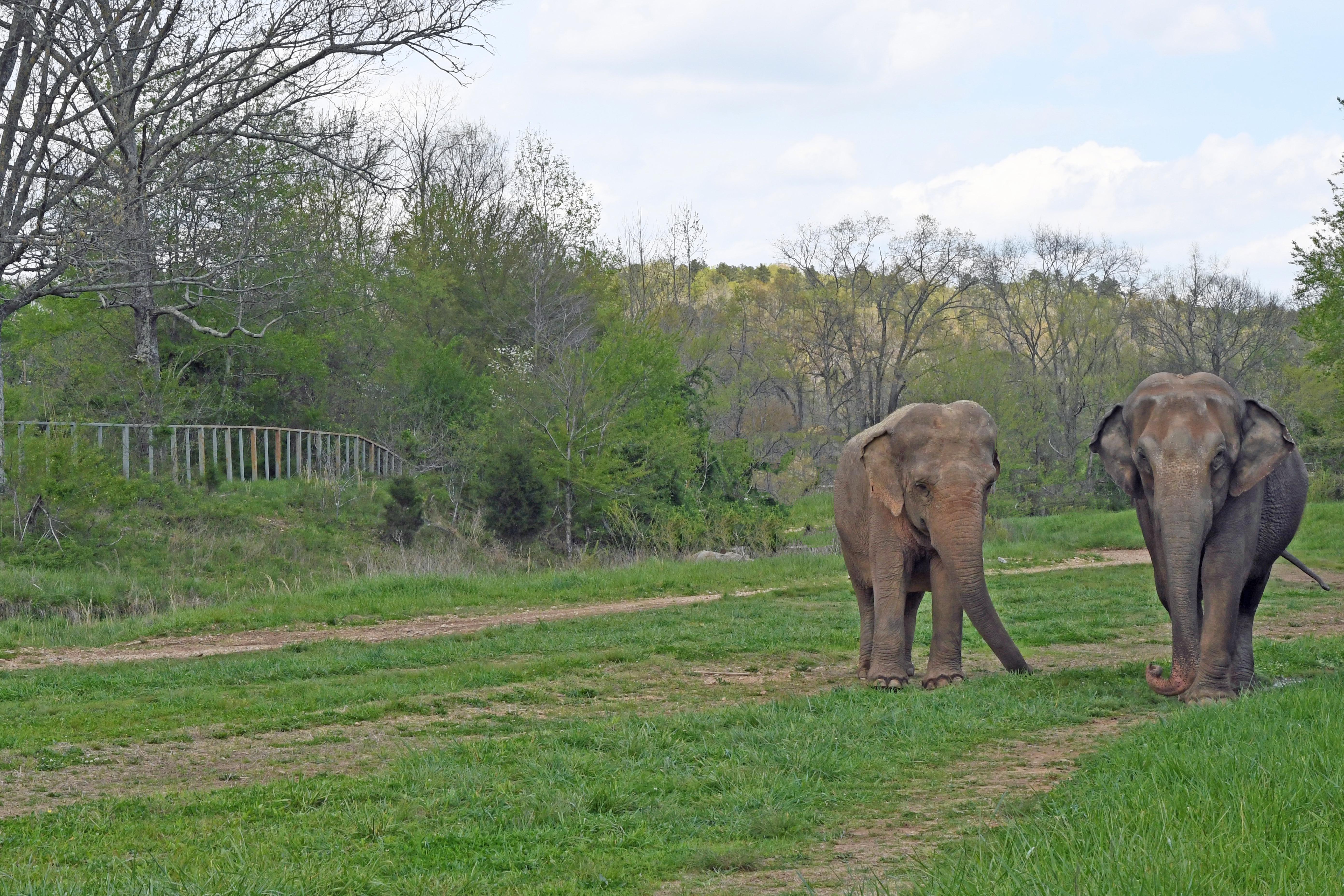 Spring is in Full Bloom - EleNotes - The Elephant Sanctuary in Tennessee