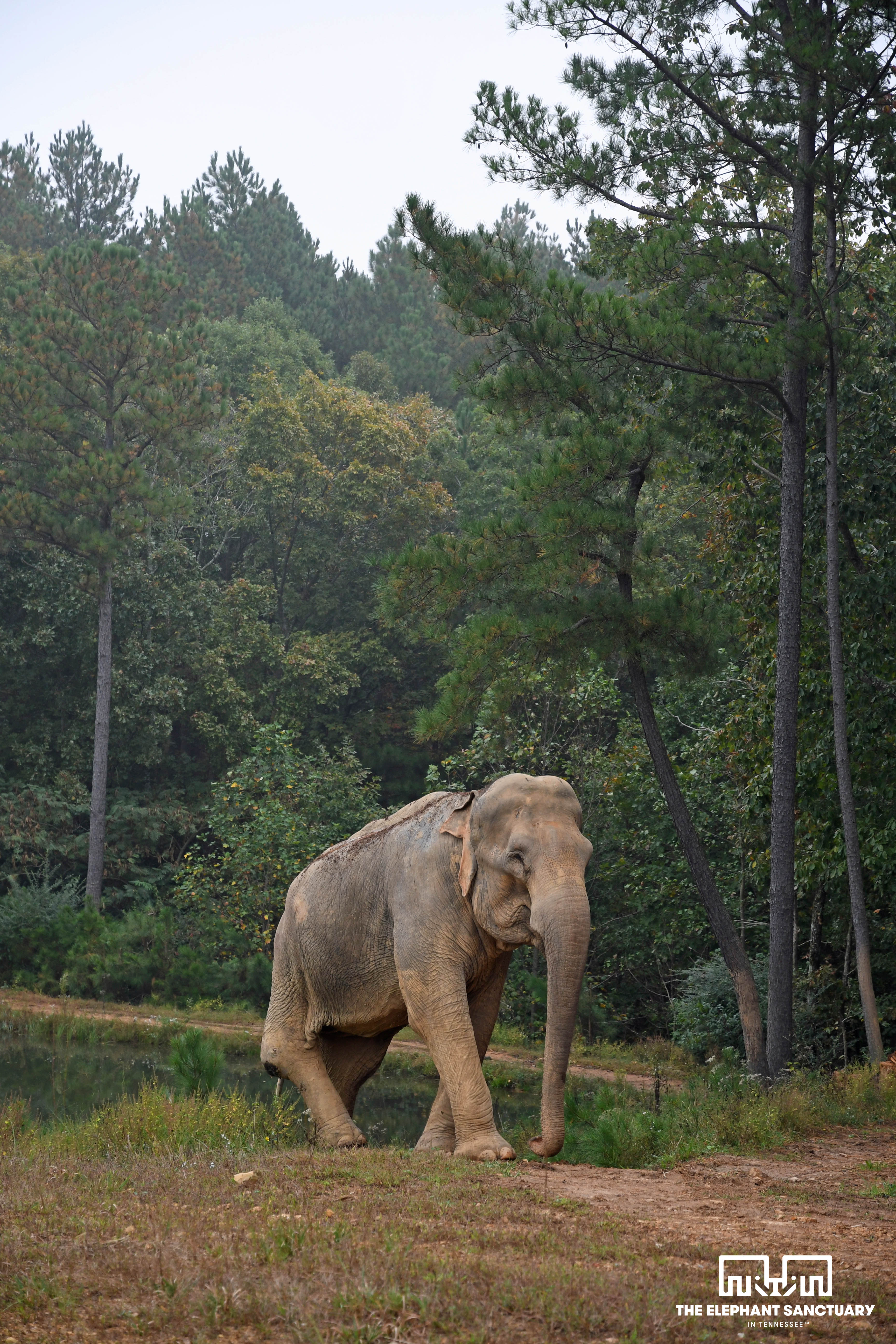 Third oldest elephant in North America, Shirley turns 70 at The ...