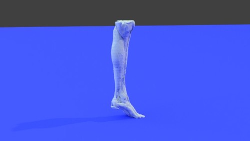 Left Leg Muscle Model 3D Printable STL File Converted from CT Scan ...