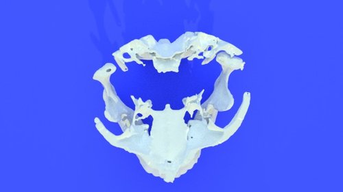 Teeth Model - stl file processed - Dental, Orthodontic, Maxillofacial ...