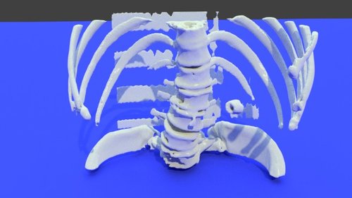 Spine and Pelvis - embodi3D.com