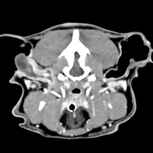 Dog Head - Veterinary scans - embodi3D.com