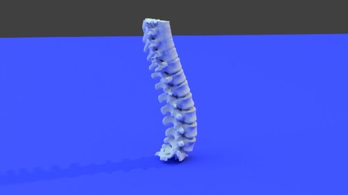 Spine - stl file processed - Spine and Pelvis - embodi3D.com