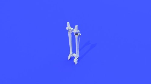 Bone - stl file processed - Extremity, Lower (Leg) - embodi3D.com