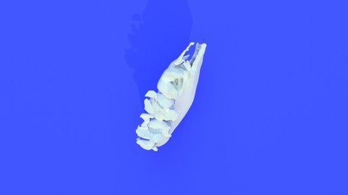 Teeth - stl file processed - Dental, Orthodontic, Maxillofacial ...