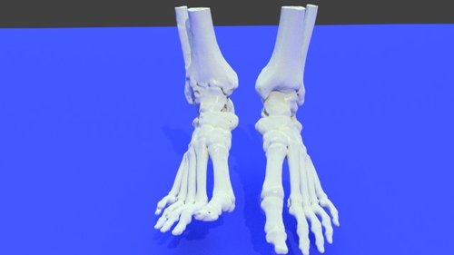 foot - stl file processed - Extremity, Lower (Leg) - embodi3D.com