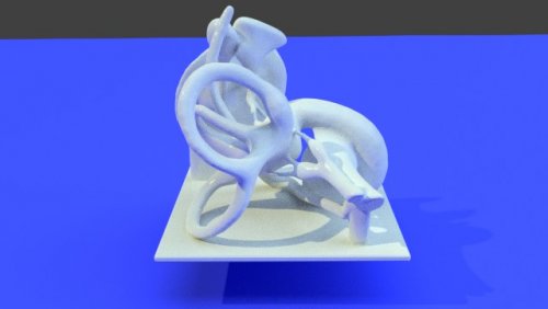 Anatomical model of the human vestibular system - Other organs ...