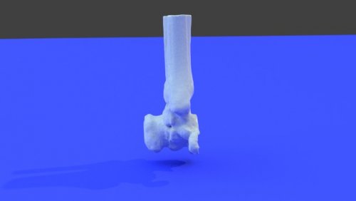 leg model - stl file processed - Extremity, Lower (Leg) - embodi3D.com