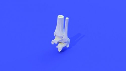 leg model - stl file processed - Extremity, Lower (Leg) - embodi3D.com