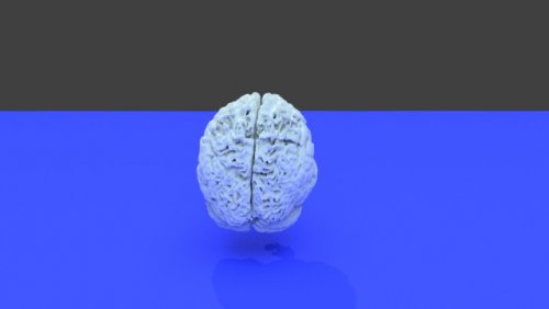 My Brain - stl file processed - Brain - embodi3D.com