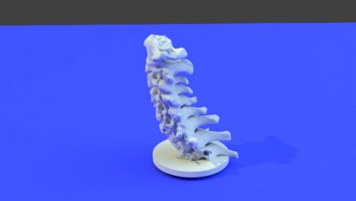 3D cervical spine - Spine and Pelvis - embodi3D.com