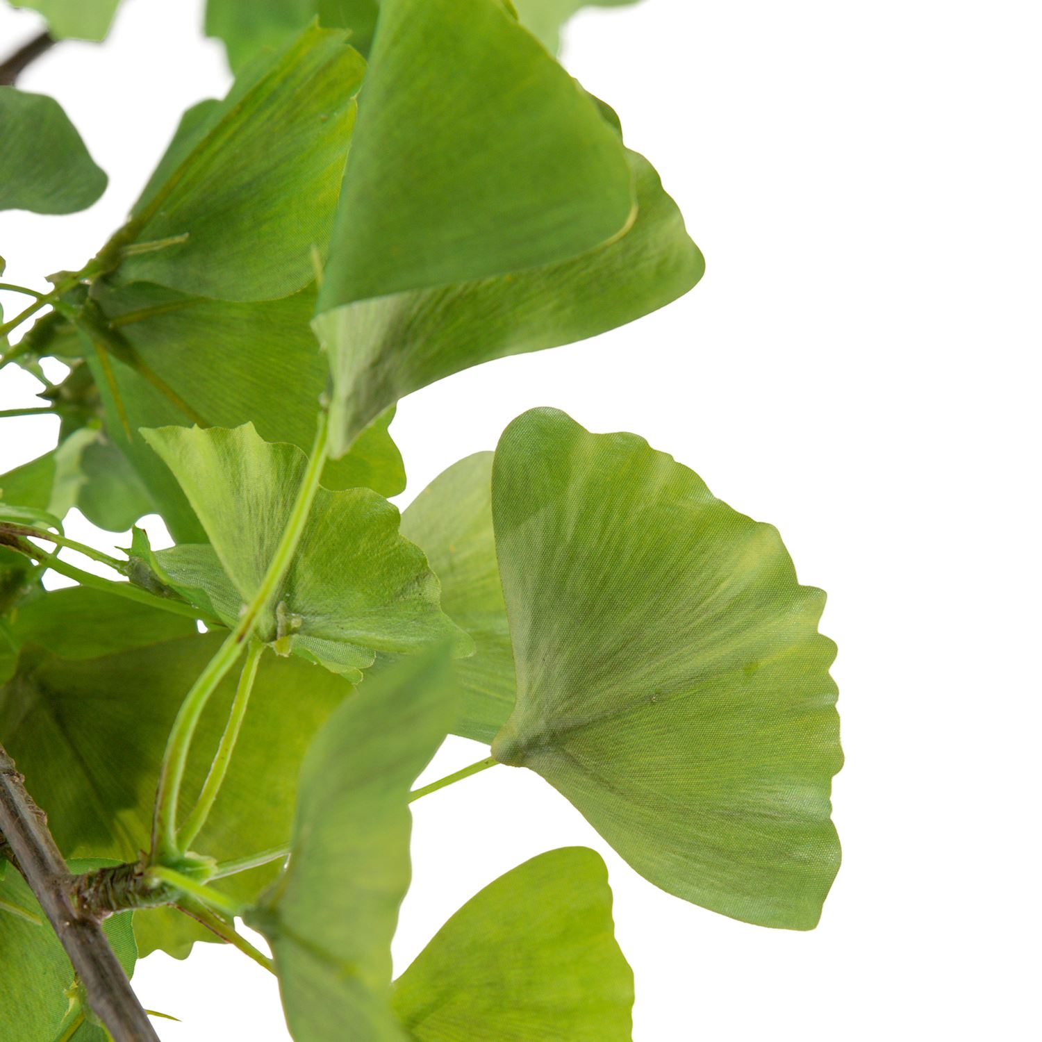 85"H X 69"W X 61"D BEECH TREE