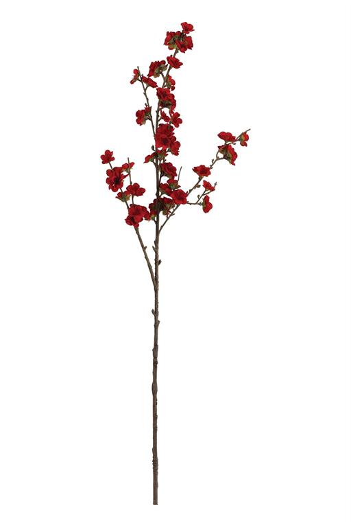 cherry tree branches send