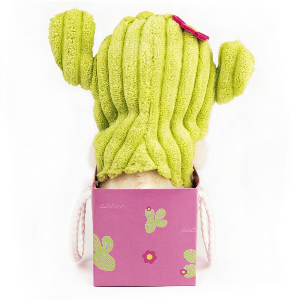 Itty Bitty Boo 62 Cactus, 5 in