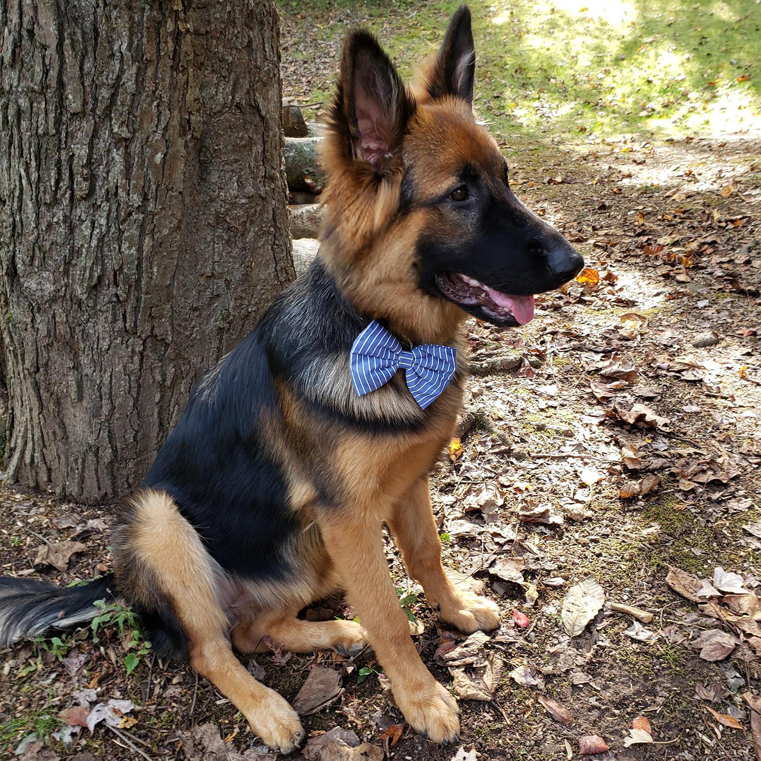 Good Dog Bow Tie and Bone Toy Gift Set Assorted 4 Patterns