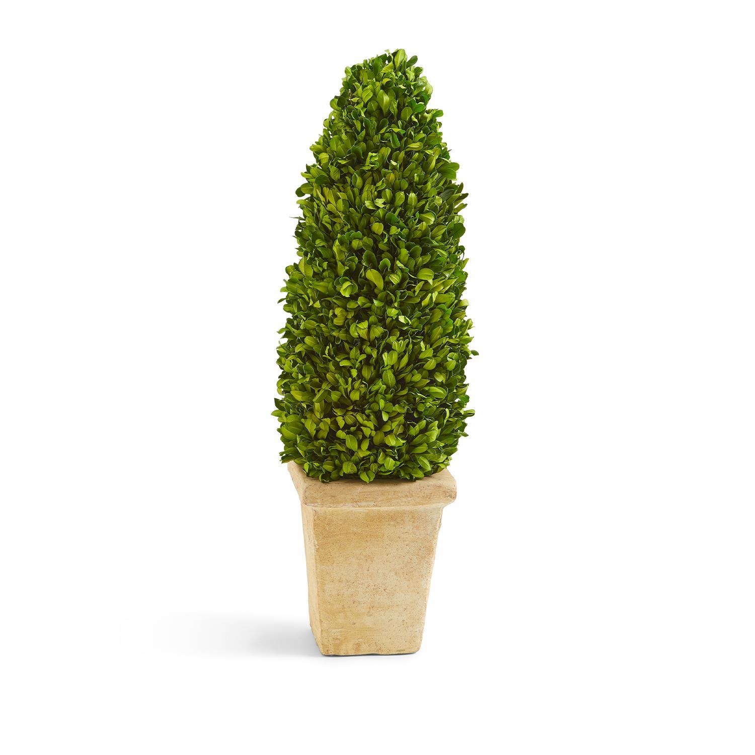 21" Preserved Boxwood Cone Topiary in Planter