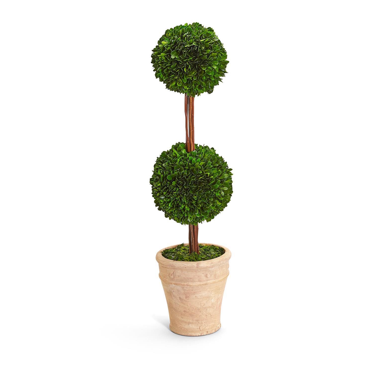 31 1/2" Preserved Boxwood Cone Topiary