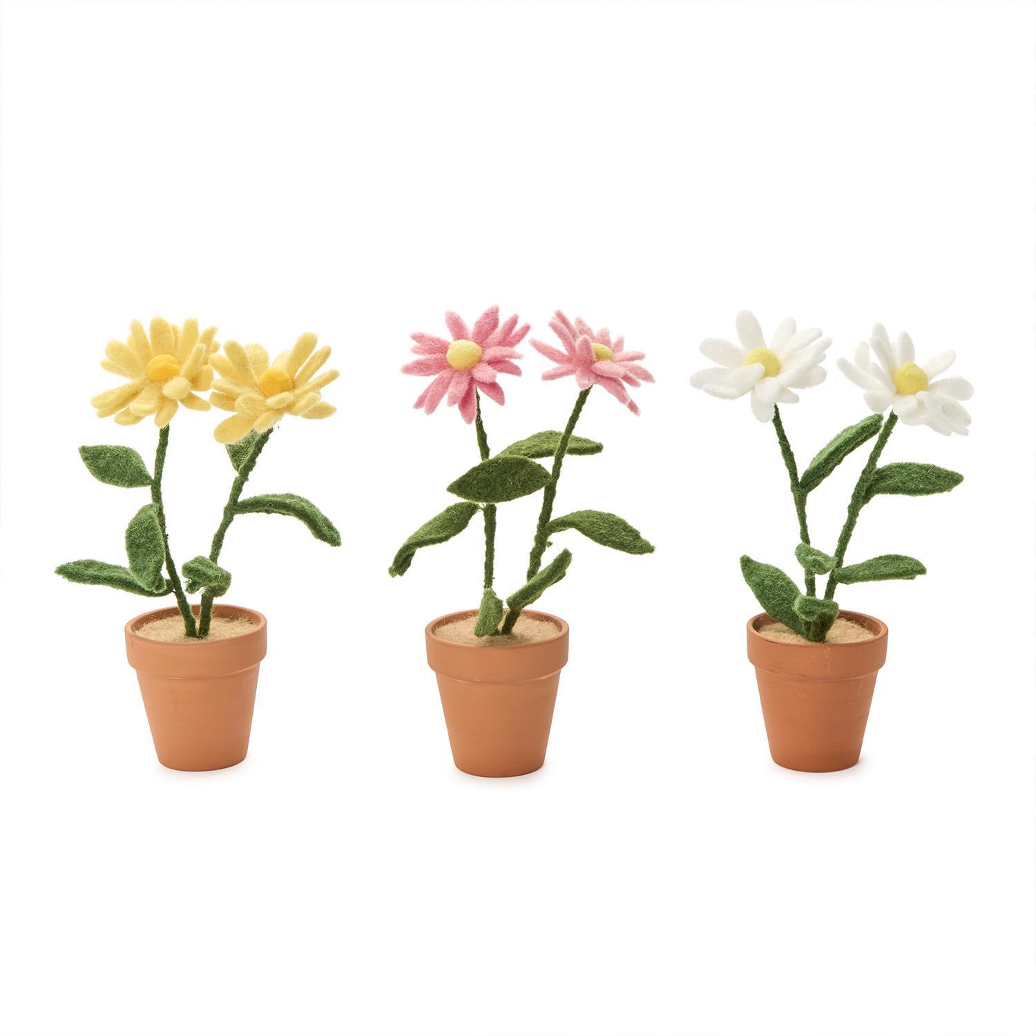 Blooming Beauties Hand-Crafted Potted Daisy Assorted 3 Colors