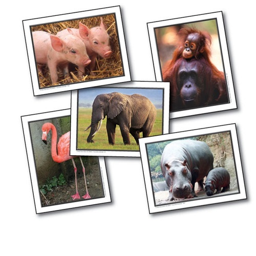 Set De Tarjetas De Animales | EntreKids