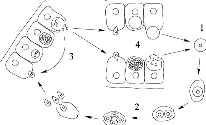 Apicomplexan Life Cycle - Encyclopedia of Arkansas