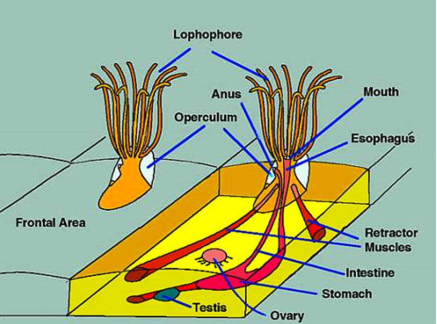 Bryozoans - Encyclopedia of Arkansas