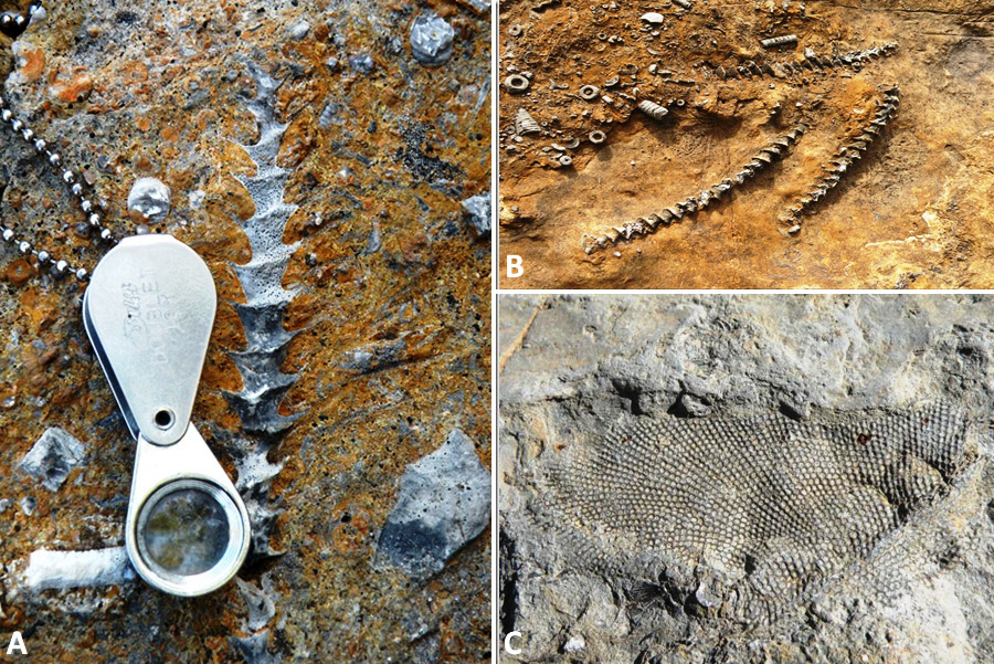 Bryozoans - Encyclopedia of Arkansas