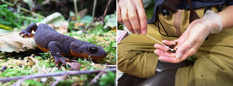 Batrachochytrium salamandrivorans - Encyclopedia of Arkansas