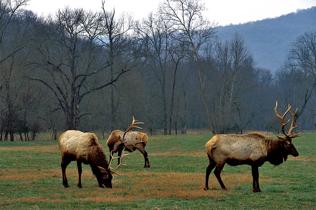 Elk - Encyclopedia of Arkansas