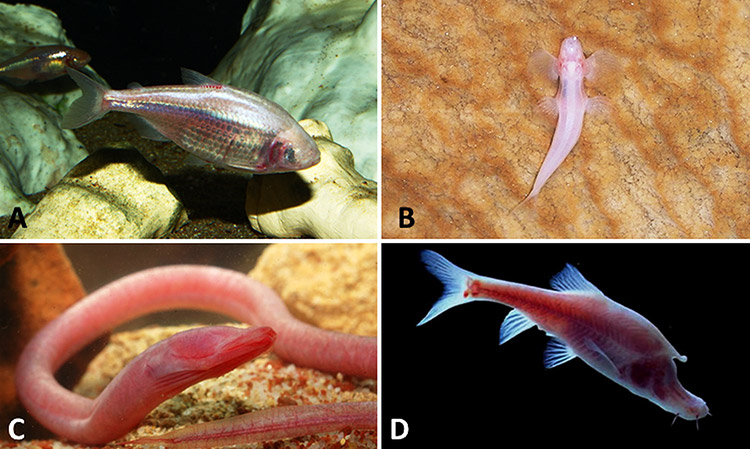 Cave-adapted Fishes - Encyclopedia of Arkansas