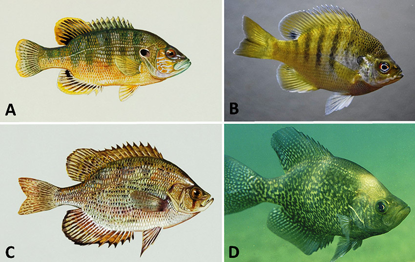 Arkansas Sunfishes - Encyclopedia of Arkansas