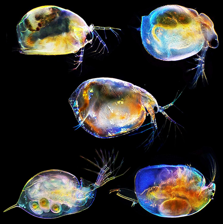 Cladocerans - Encyclopedia of Arkansas