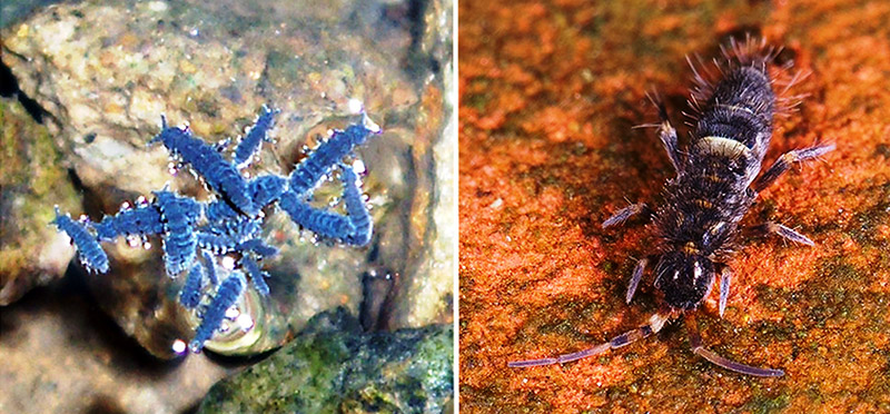 Collembollans - Encyclopedia of Arkansas