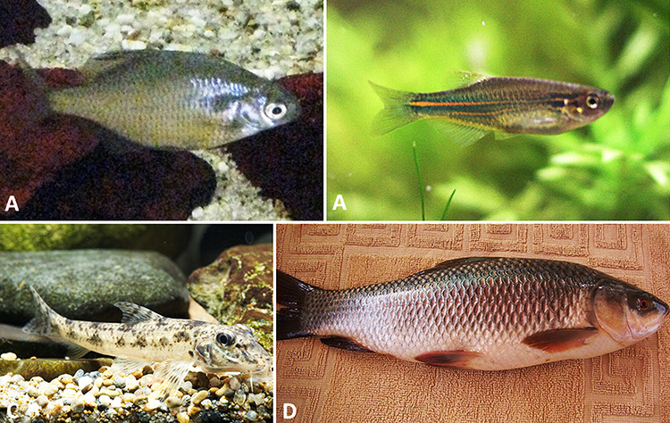 Various Cyprinids - Encyclopedia of Arkansas