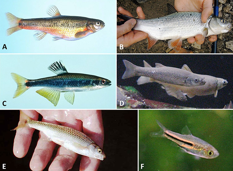 Various Cyprinids - Encyclopedia of Arkansas