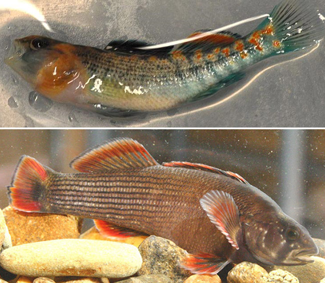 Endemic Darters - Encyclopedia of Arkansas