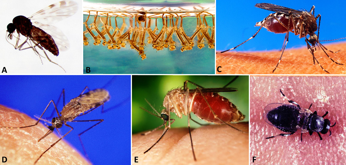 Dipteran Parasites - Encyclopedia of Arkansas