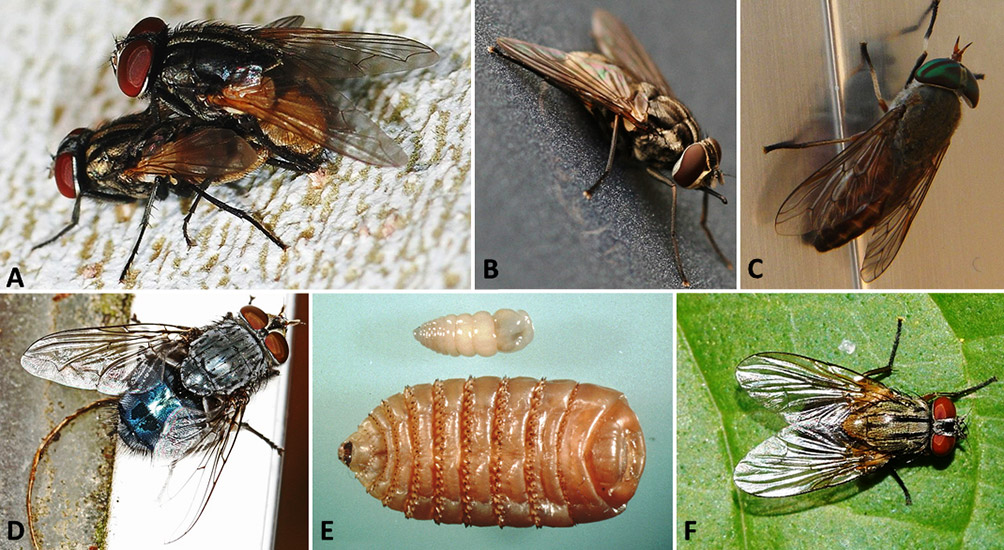 Dipteran Parasites - Encyclopedia of Arkansas