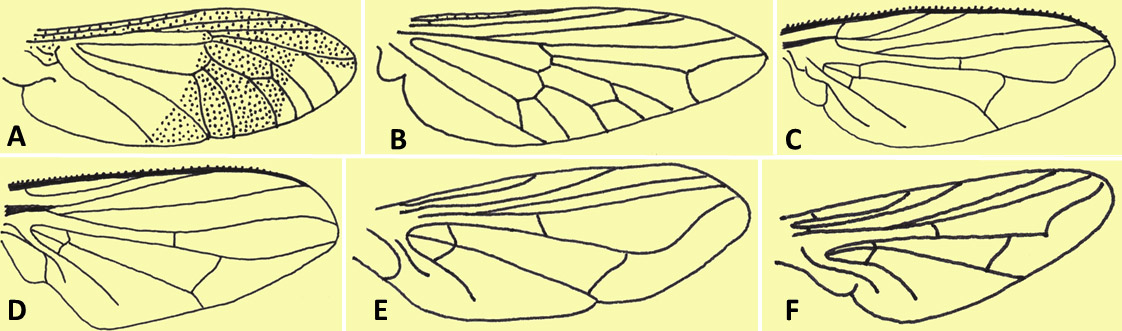 Dipteran Parasites - Encyclopedia of Arkansas