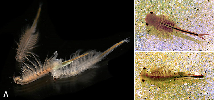 Fairy Shrimps - Encyclopedia of Arkansas