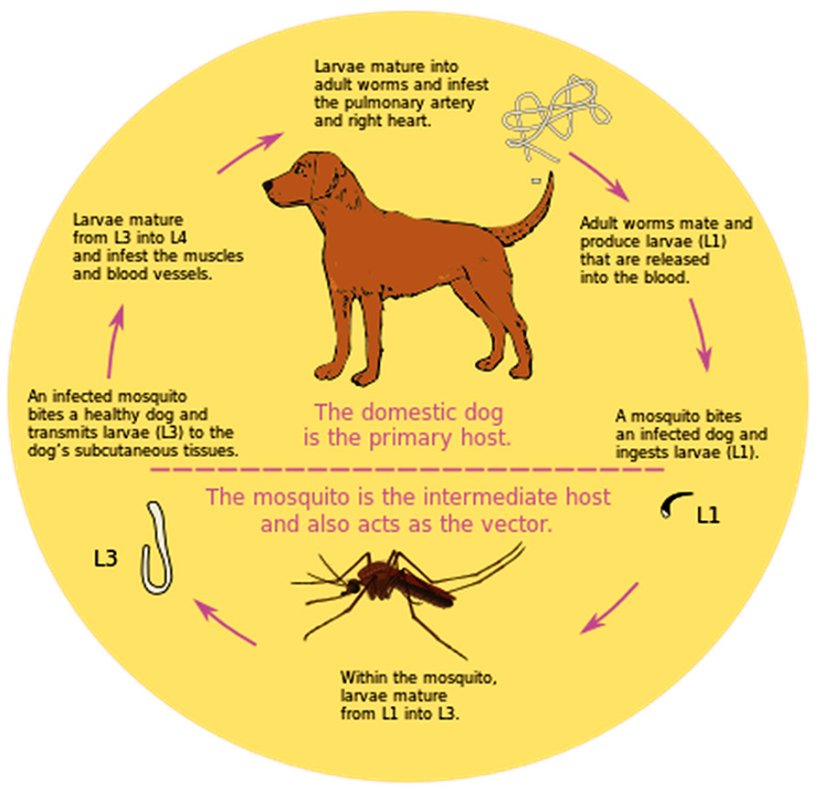 Dog Heartworm (a.k.a. Dirofilaria immitis) - Encyclopedia of Arkansas