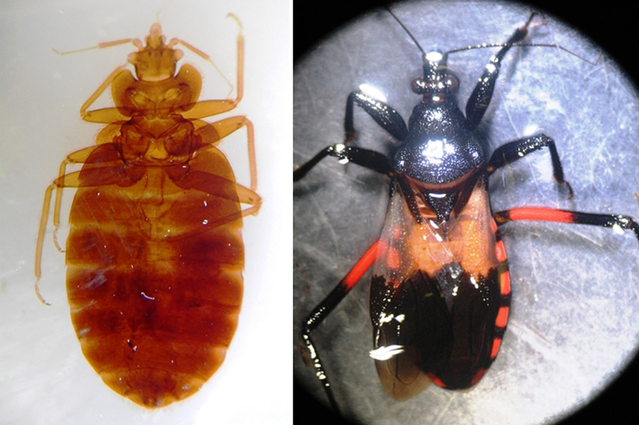 Hemiptera (a.k.a. True Bugs) - Encyclopedia of Arkansas