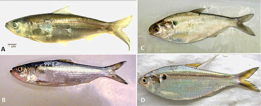 Herrings (a.k.a. Clupeid Fishes) - Encyclopedia of Arkansas
