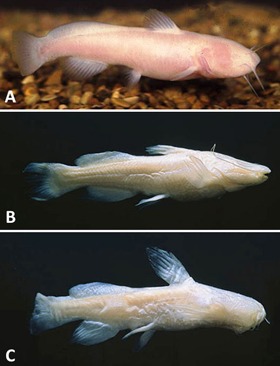 Cave Catfishes of Arkansas - Encyclopedia of Arkansas